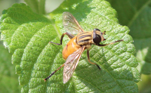 Striped Hoverfly | Project Noah