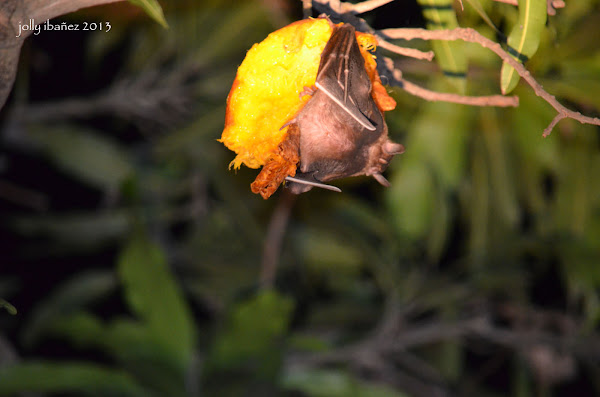 Old World Fruit Bat | Project Noah