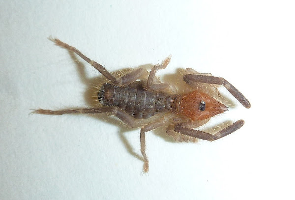 Solifugid Wind Scorpion or Sun Spider | Project Noah
