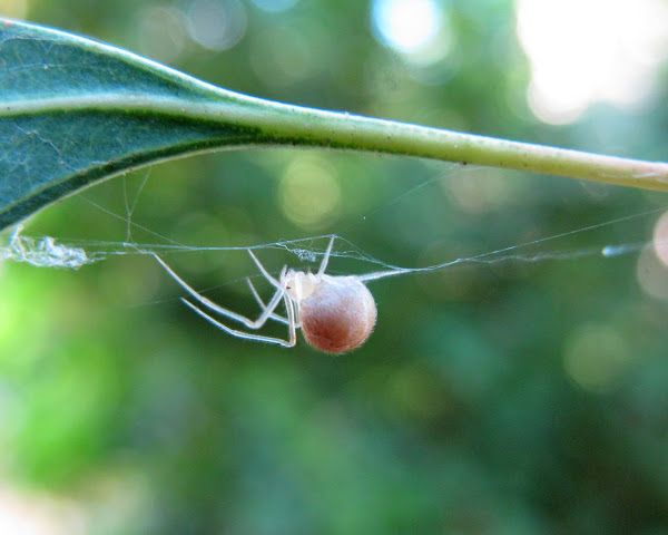 (Juvenile) Cobweb Spider | Project Noah
