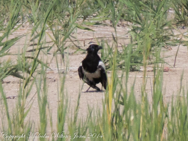 Magpie; Urraca | Project Noah