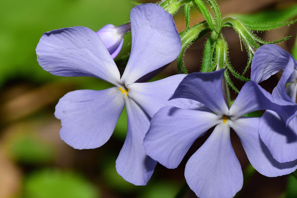 Wild Blue Phlox | Project Noah