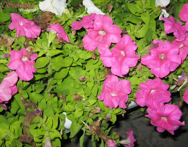 Petunia | Project Noah