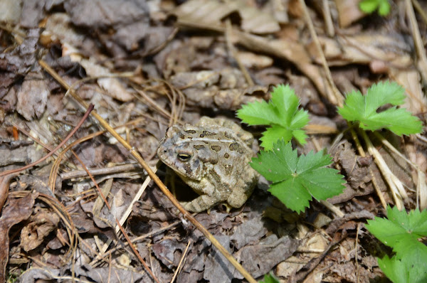 Fowler's Toad | Project Noah