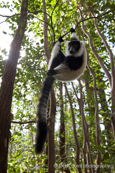 Ruffed neck lemur | Project Noah