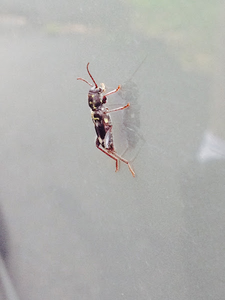 Rustic Borer | Project Noah