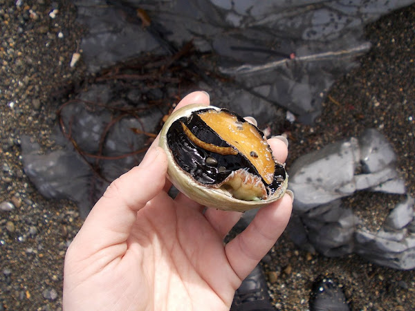 queen paua | Project Noah