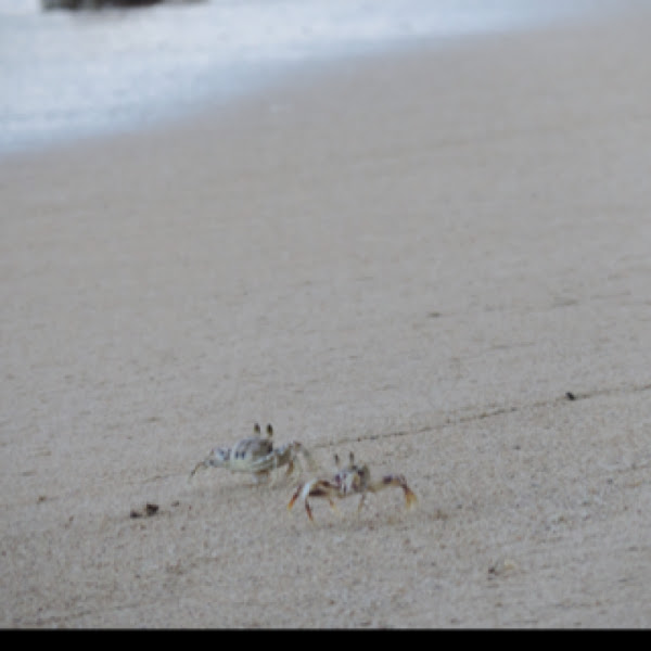 Pallid Ghost Crab | Project Noah