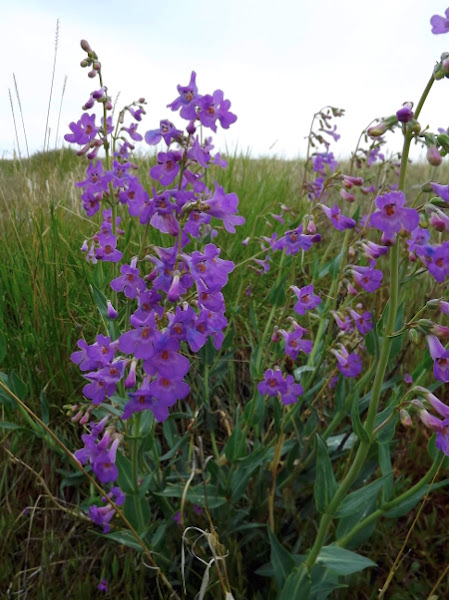 One-Sided Penstemon | Project Noah