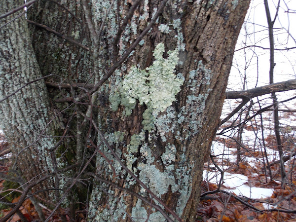 Common green shield lichen | Project Noah