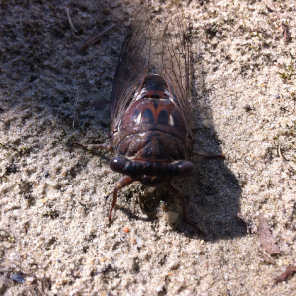Cicada | Project Noah