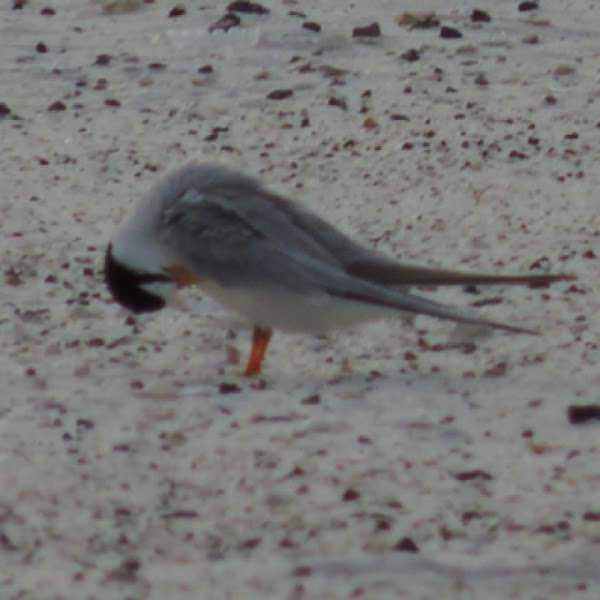 Least Tern | Project Noah