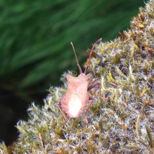 Leaf-footed Bug | Project Noah