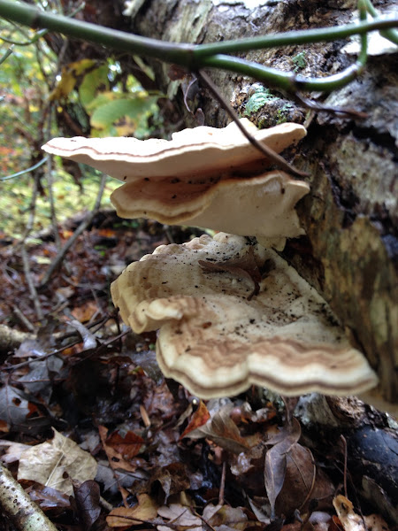 Unknown Polypore | Project Noah