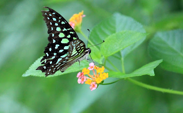 Tailed Jay (統帥青鳳蝶) | Project Noah