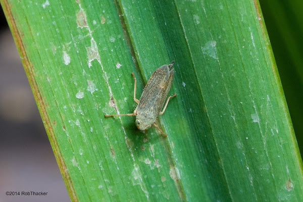 Leafhopper | Project Noah