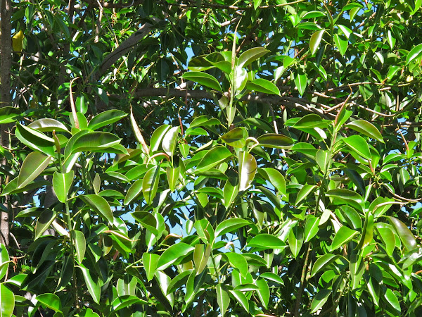 Rubber Tree | Project Noah