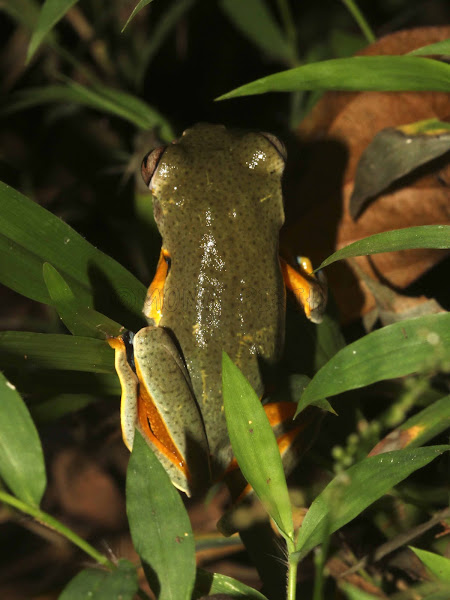 Reinwardt's tree frog | Project Noah