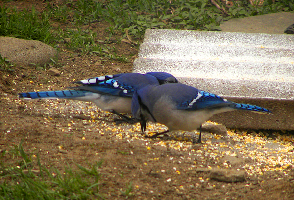 Blue Jay | Project Noah