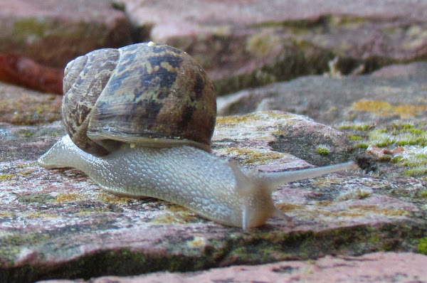 Snail | Project Noah