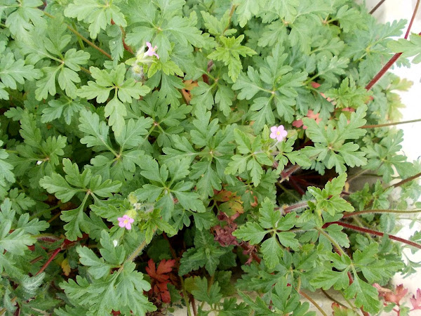 Herb Robert (άγριο γεράνι) | Project Noah