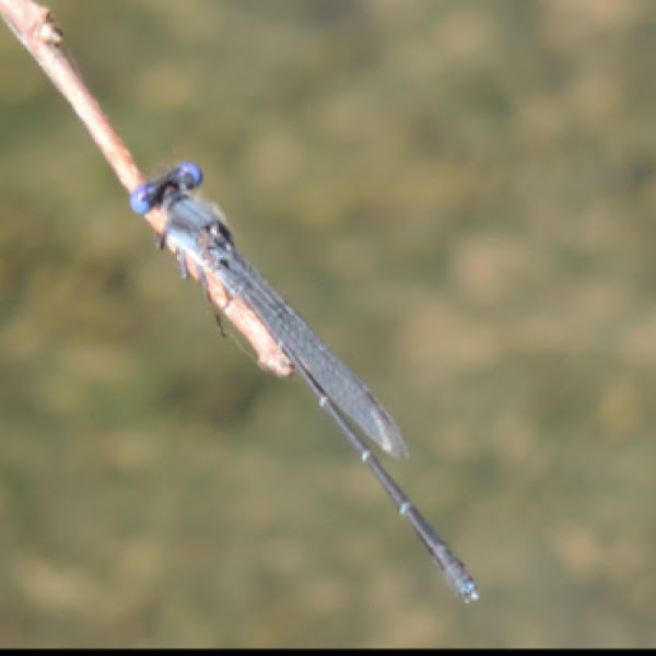 Dusky Dancer | Project Noah