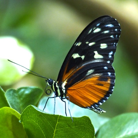 Hecale Longwing | Project Noah