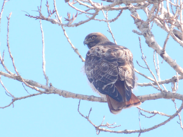 Red-tailed Hawk | Project Noah