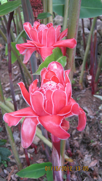Torch Ginger | Project Noah