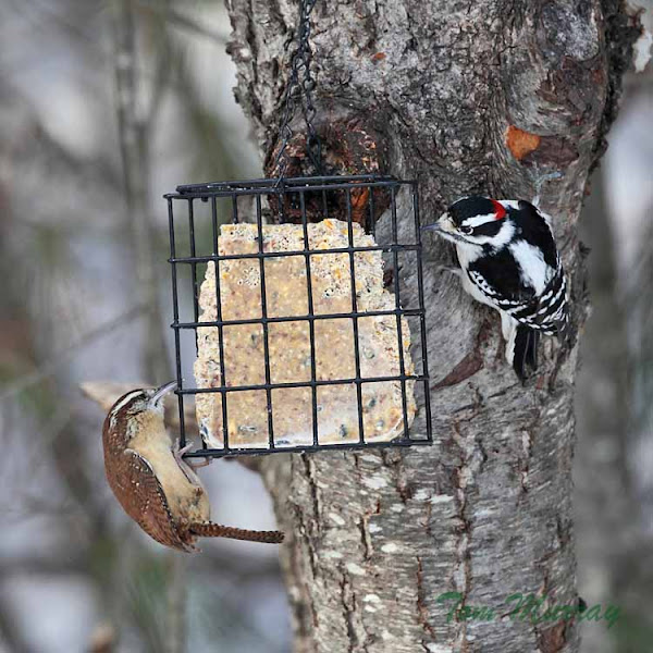 Carolina Wren | Project Noah