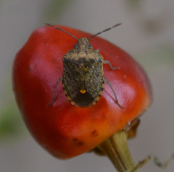 Sunflower Seed Bug | Project Noah