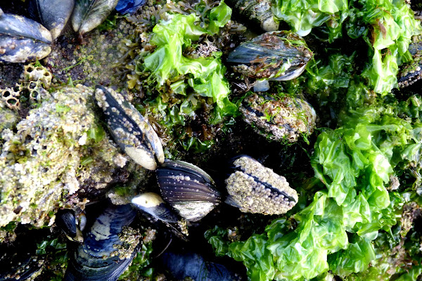 Blue Mussel | Project Noah