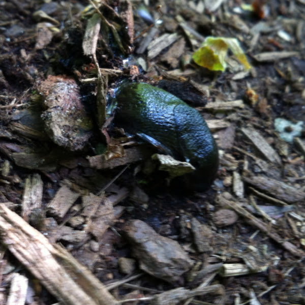 Leech | Project Noah