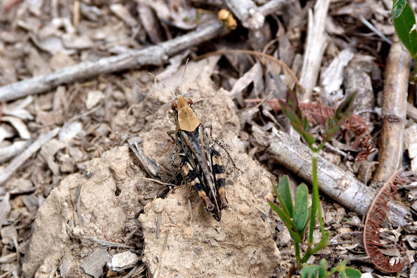 Grasshopper | Project Noah