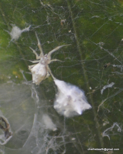 Cribellate Orb Weavers or Hackled Orb Weavers | Project Noah