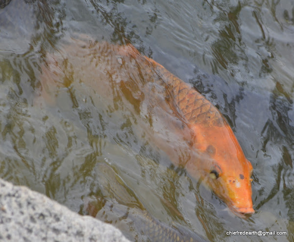 Common Carp | Project Noah