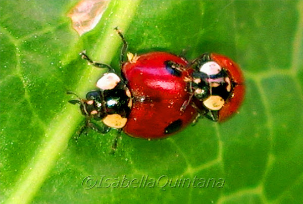 2-Spot Ladybird Beetle (mating pair) | Project Noah