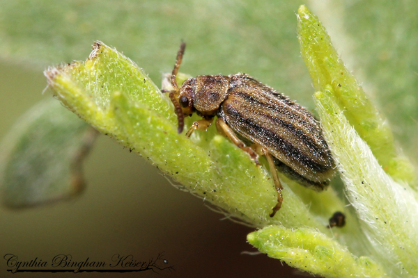 Skeletonizing Leaf Beetle | Project Noah