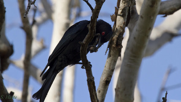Spangled Drongo eating a cicada | Project Noah