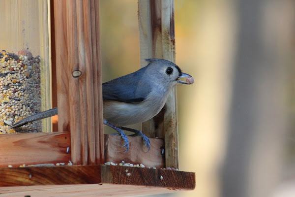 Tufted Titmouse | Project Noah