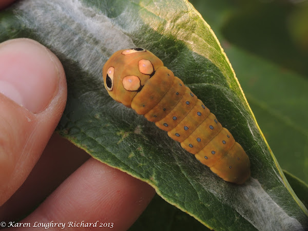 Spicebush swallowtail caterpillar (final instar) | Project Noah