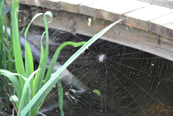 Furrow Orb Weaver | Project Noah