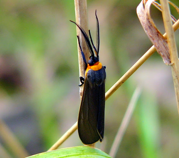 Yellow Collared Scape Moth | Project Noah