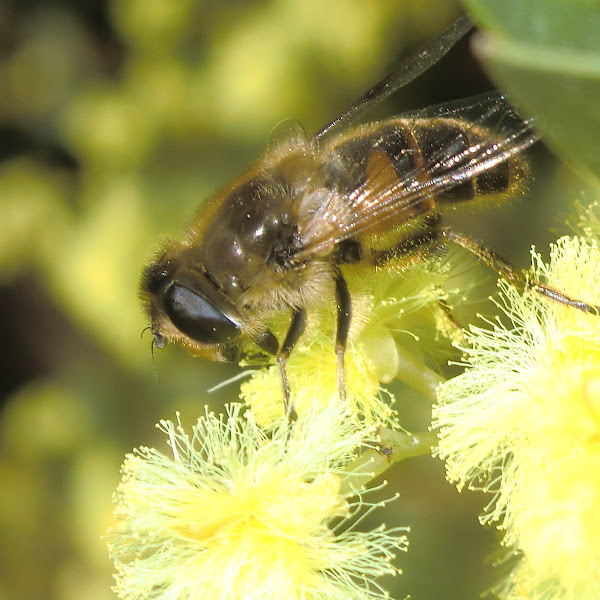 Bee mimic fly | Project Noah