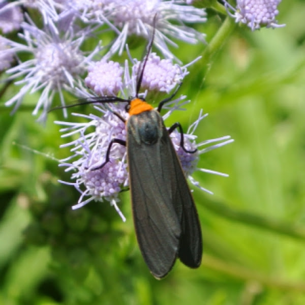 Grapeleaf Skeletonizer | Project Noah