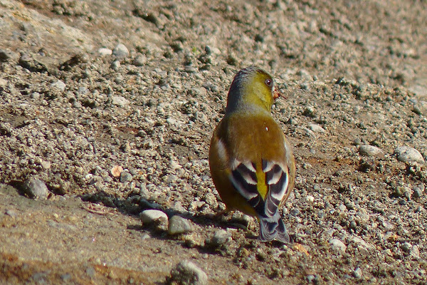 Greenfinch | Project Noah