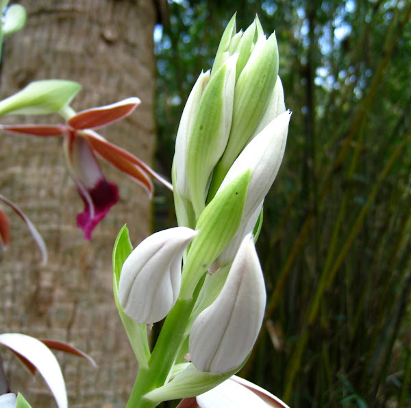 nun's-hood orchid | Project Noah