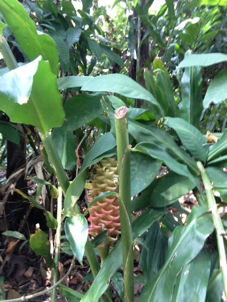 Beehive Ginger | Project Noah