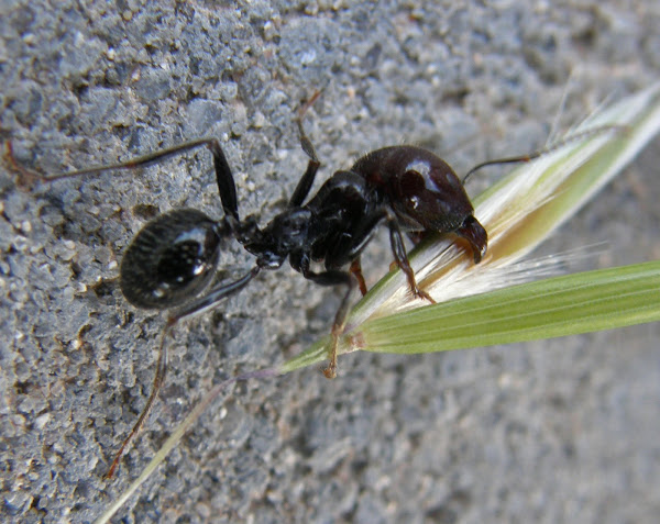 Harvester ant | Project Noah