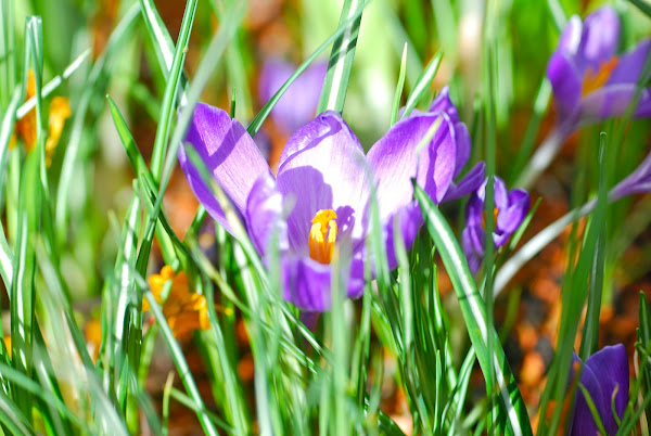 Spring Crocus, Frühlings-Krokus | Project Noah